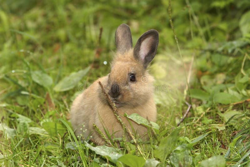 Wild rabbit in grass stock photo. Image of nature, cabbage - 32999344