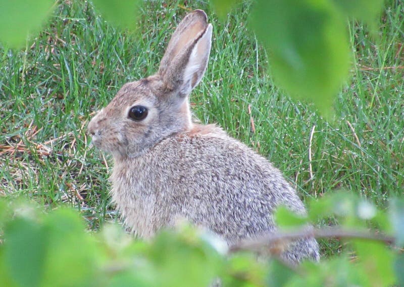 Wild rabbit in grass stock photo. Image of soft, wild - 109149380