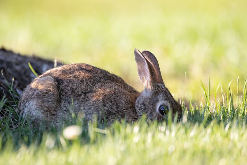 Wild Rabbit in the Grass stock image. Image of outdoors - 210263395