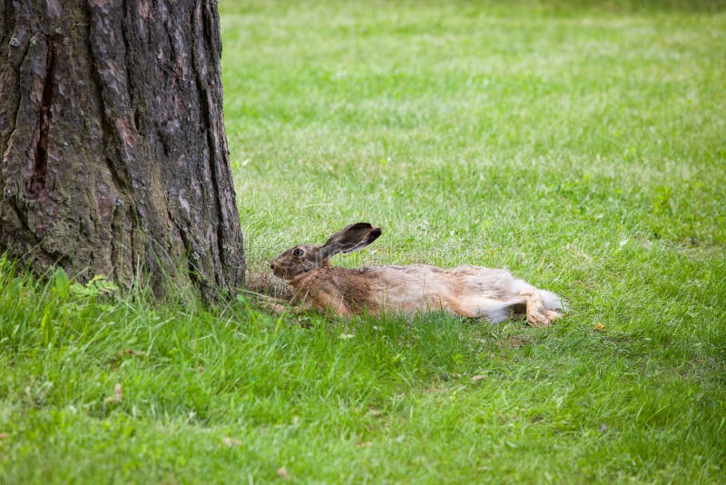 Wild rabbit on grass stock photo. Image of lawn, adult - 140582632