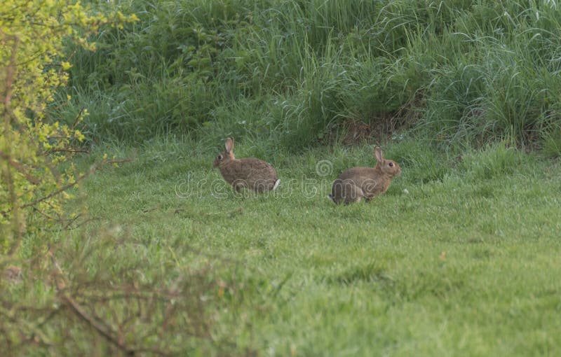 Wild rabbit in the grass. stock photo. Image of grass - 147928708
