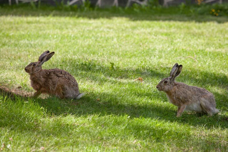 Wild rabbit on grass stock image. Image of watching - 139606271