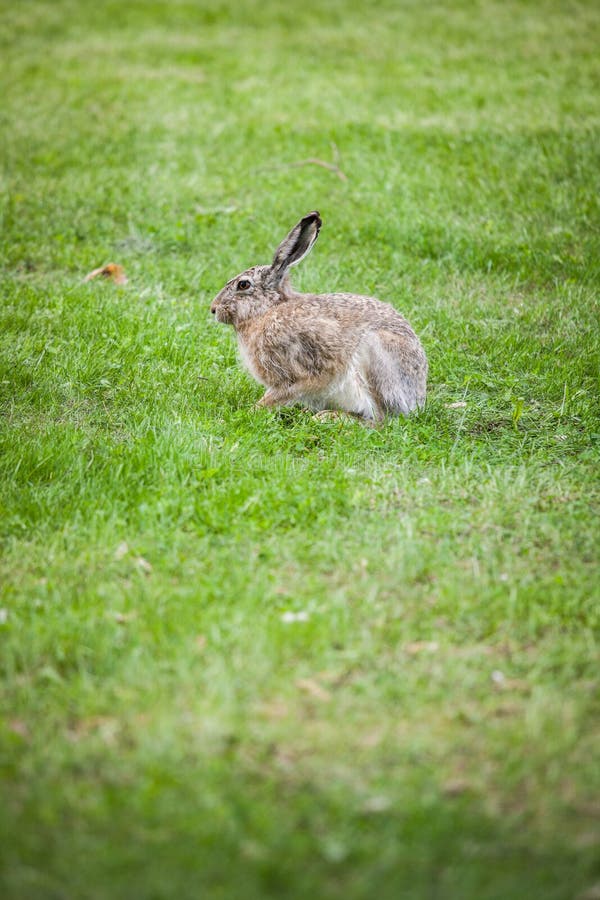 Wild rabbit on grass stock photo. Image of species, cute - 139606288