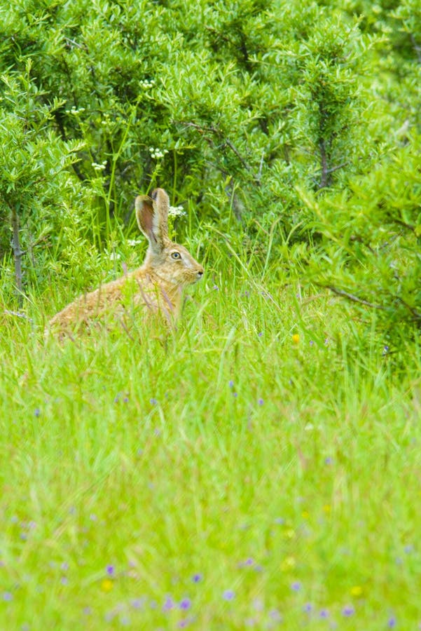 A wild rabbit in the grass stock image. Image of flower - 97854561