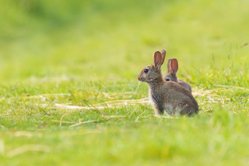 Wild Rabbit on grassland stock photo. Image of curiosity - 136988572
