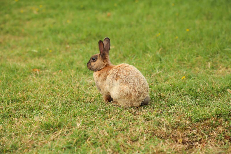Wild rabbit stock image. Image of wild, bunny, rabbit - 75264459