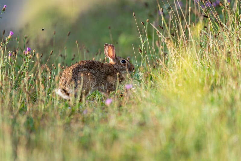 Wild Rabbit Grazing stock image. Image of environment - 231917773