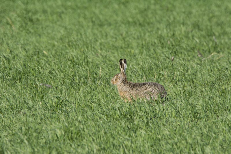 Wild rabbit on green grass stock photo. Image of long - 109225412