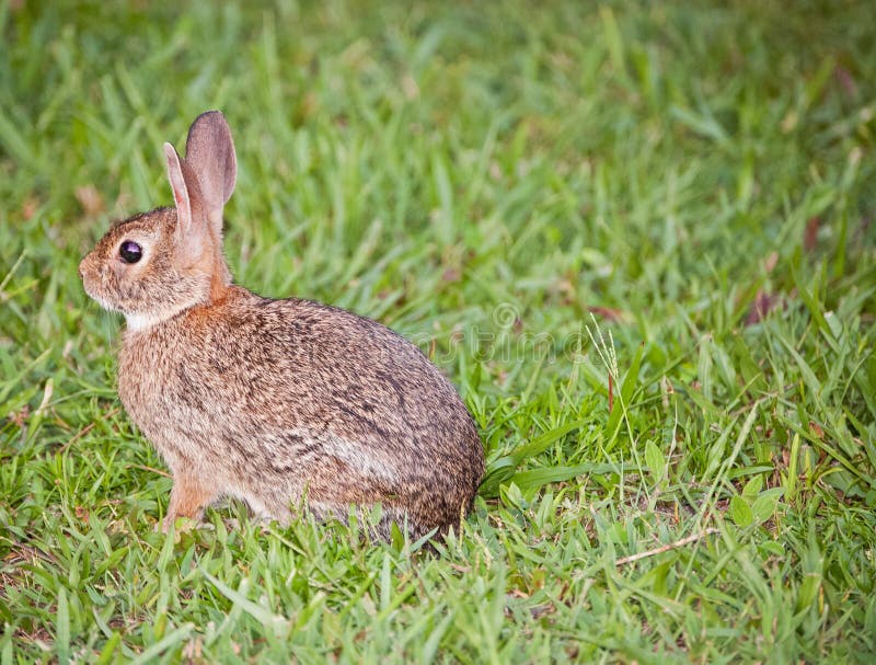 Wild Rabbit stock image. Image of wild, mammal, cute - 55942285