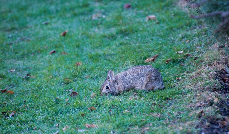 Wild Rabbit stock image. Image of alert, mammal, closeup - 97383739