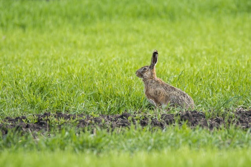 Wild rabbit on green grass stock image. Image of grass - 109225535