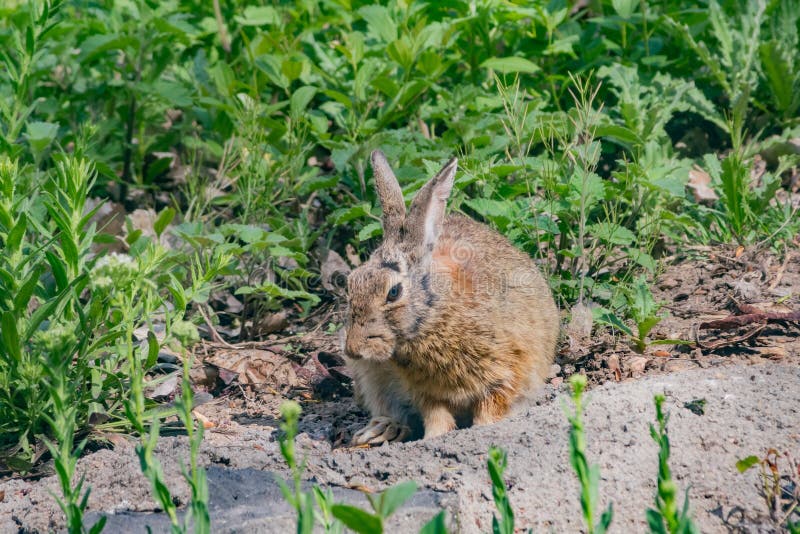 Rabbit lay on ground stock photo. Image of lying, nature - 42187296