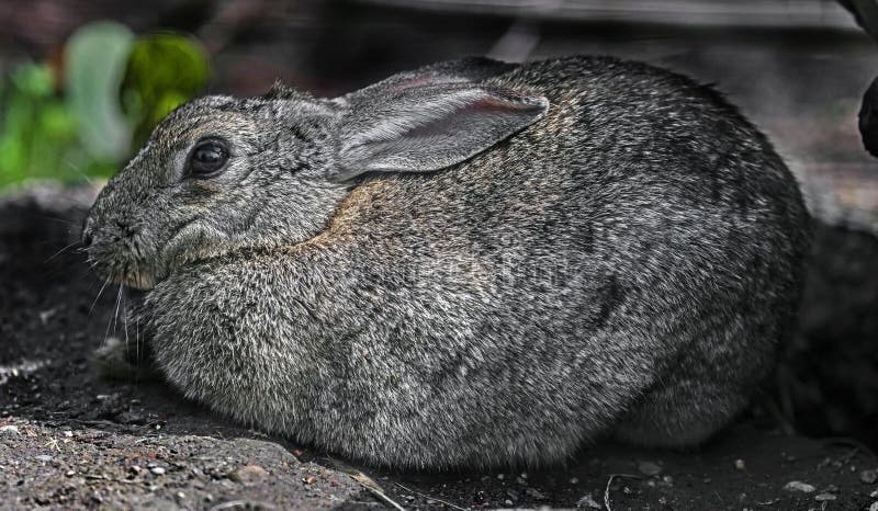 Wild Rabbit on the Ground 1 Stock Photo - Image of rodent, nature ...