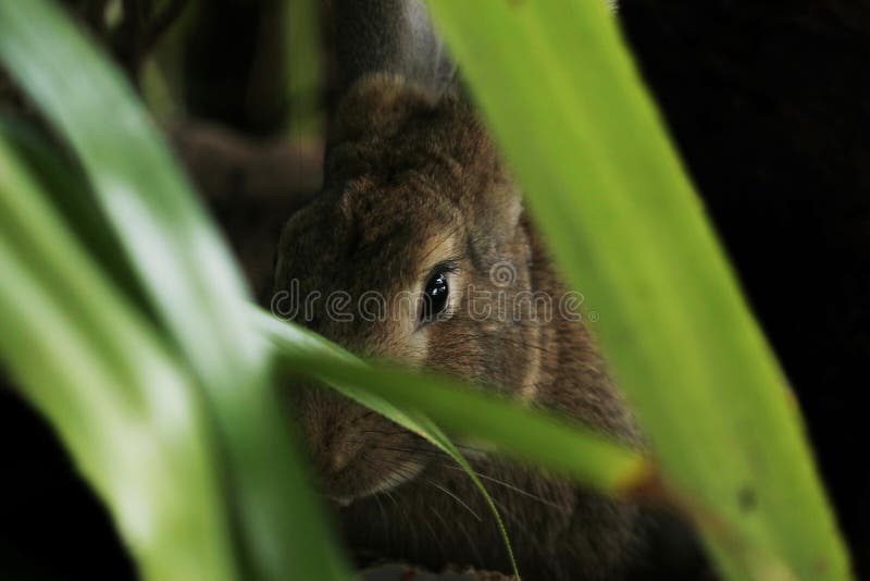 Wild Rabbit or Hare Hiding Behind the Woods in a Forest Stock Image ...