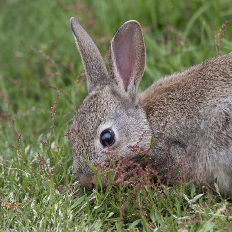 Wild rabbit head shot stock image. Image of hare, funny - 278846417
