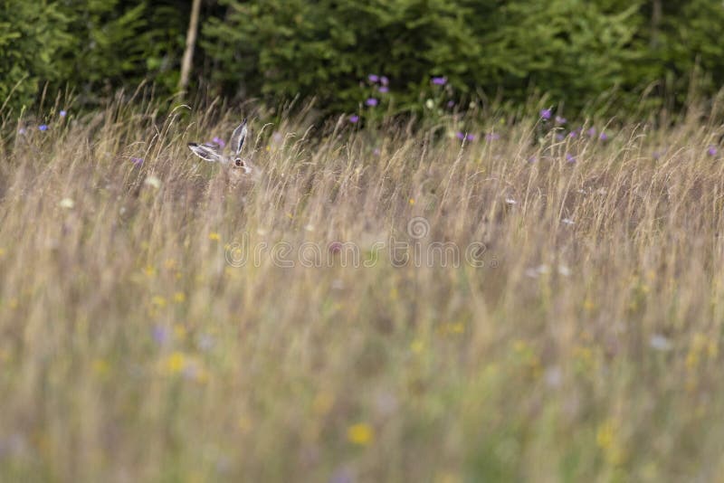 266 Rabbit Hiding Grassland Stock Photos - Free & Royalty-Free Stock ...