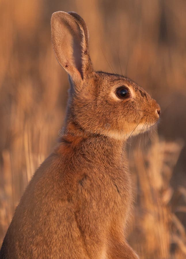 A Wild Rabbit on High Alert Stock Photo - Image of persecuted, animals ...