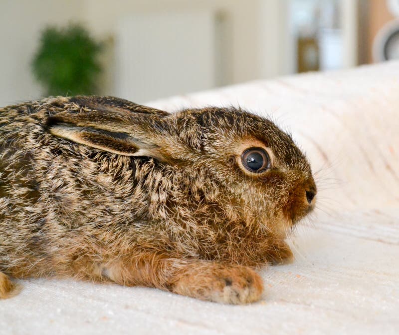 Wild rabbit at home stock image. Image of year, ears - 79992345