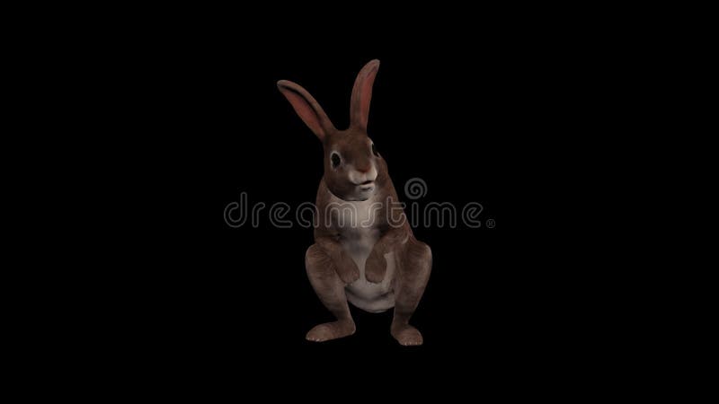 Wild Rabbit Idle Front 3D Video Animation Stock Video - Video of wild ...