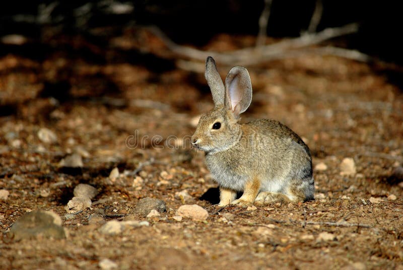 Wild Rabbit stock image. Image of cuniculus, wild, mammal - 34865005