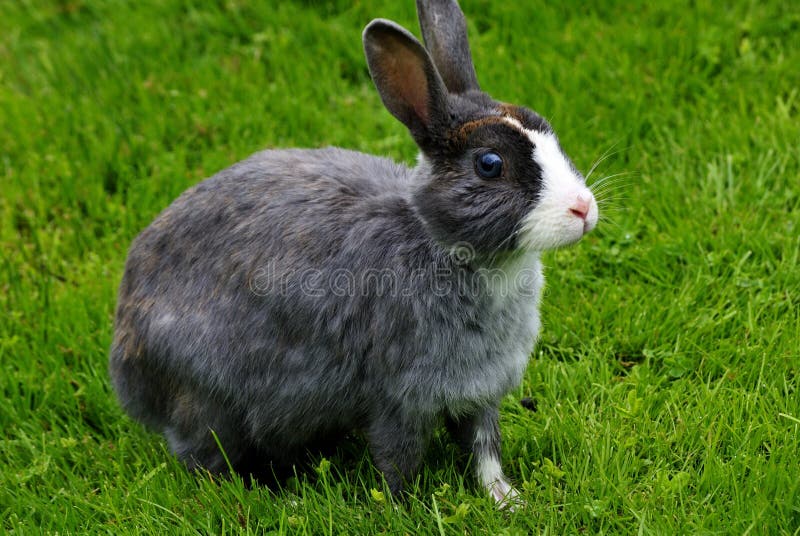 Wild rabbit on the lawn stock image. Image of hare, bunny - 21780965