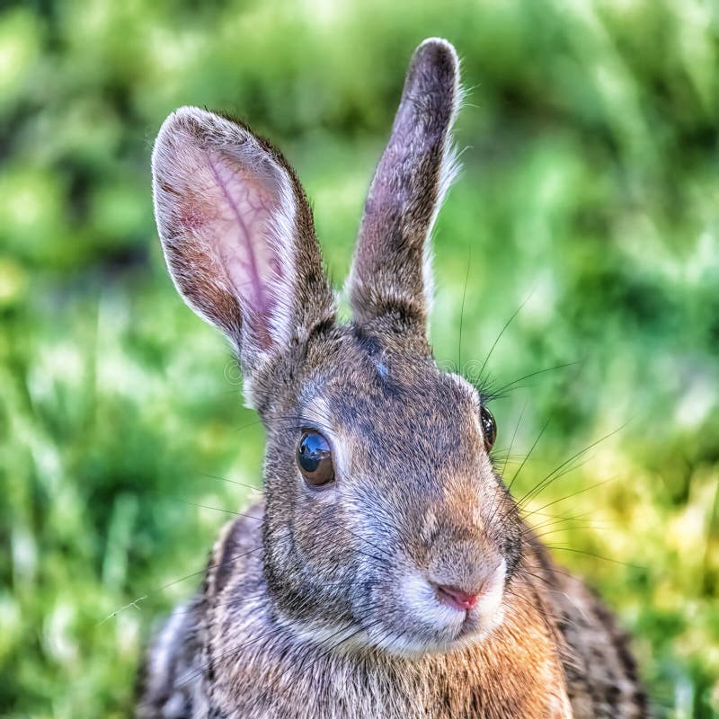 Wild Rabbit Looking at Camera Stock Image - Image of wildlife, front ...