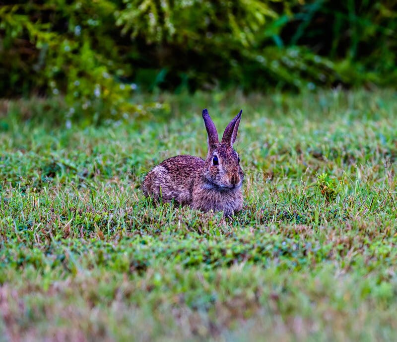 Wild Rabbit Lying in a Meadow Stock Image - Image of mammal, green ...