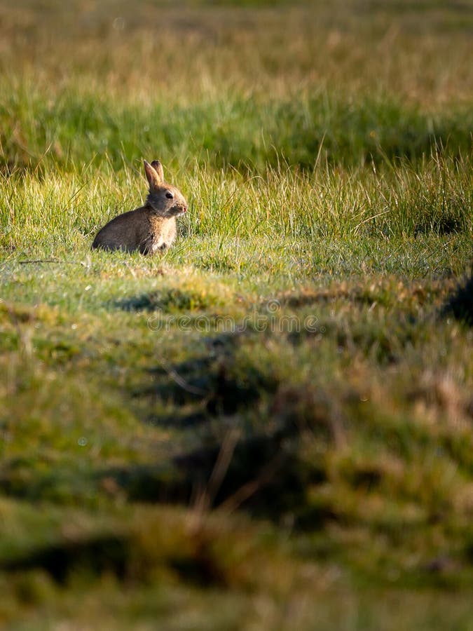 Rabbit in Meadow stock image. Image of meadow, fearful - 983855