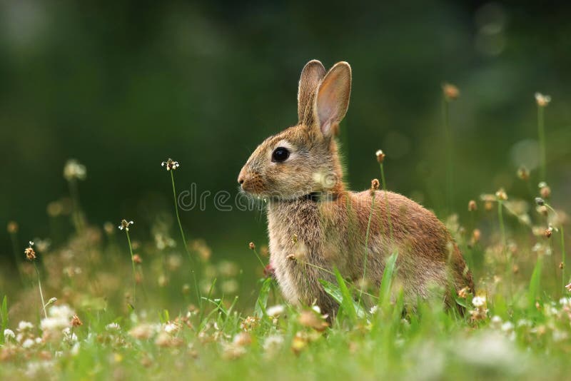 Wild rabbit on meadow stock image. Image of cuniculus - 97283003