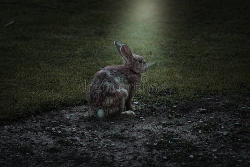 Wild rabbit in the meadow stock image. Image of meadow - 95020477