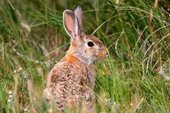899 Rabbit Camouflage Stock Photos - Free & Royalty-Free Stock Photos ...