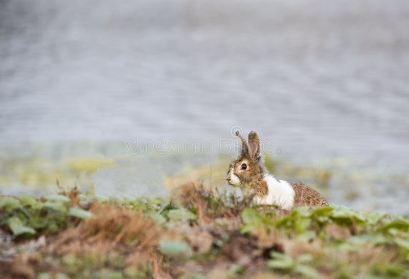 Wild rabbit stock photo. Image of wild, wildlife, grass - 89874426