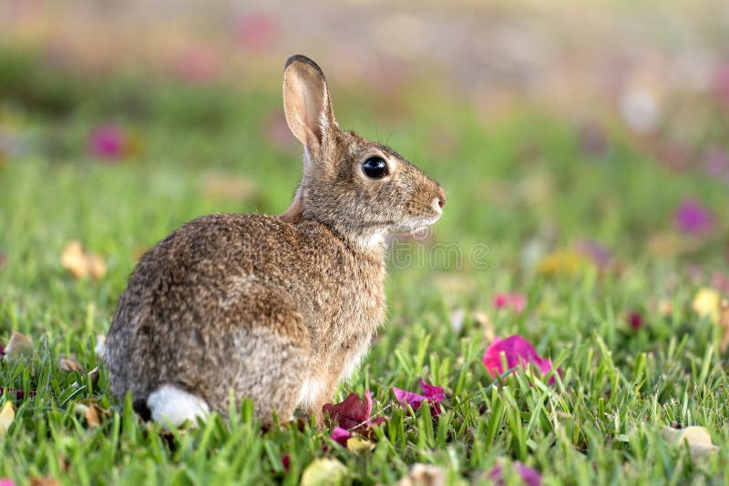 Wild Rabbit in Nature. Grey Small Hare Eating Grass on Florida Backyard ...