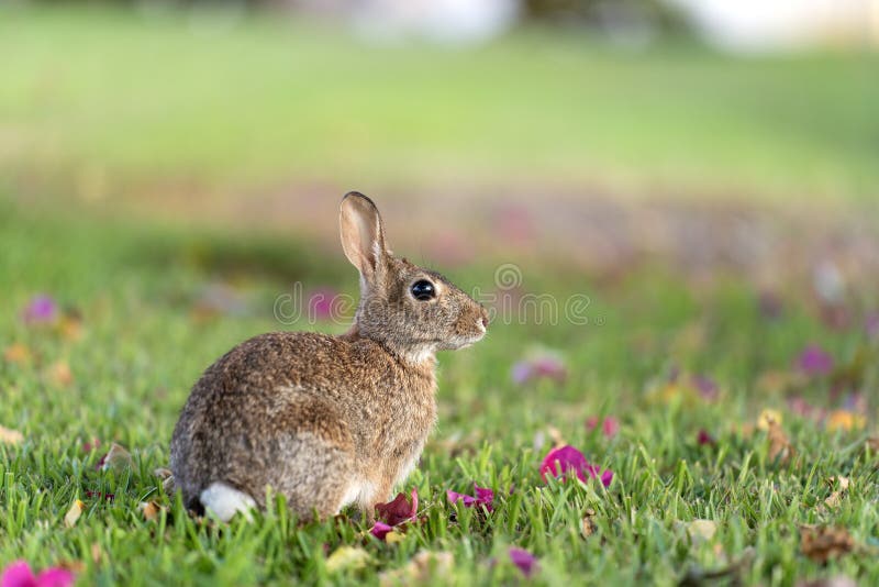 Wild Rabbit in Nature. Grey Small Hare Eating Grass on Florida Backyard ...