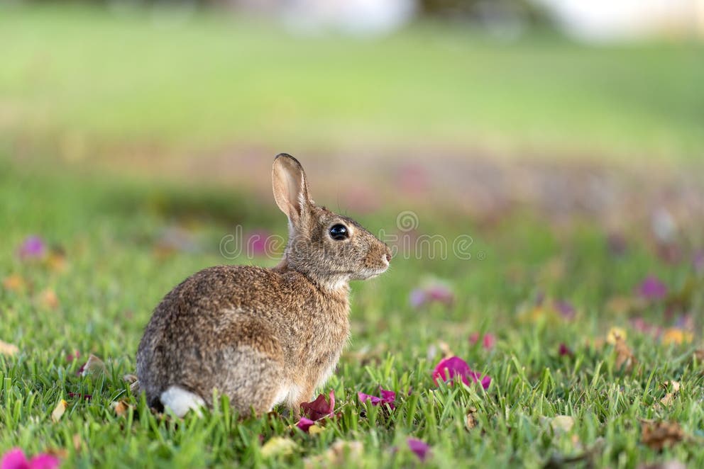 Wild Rabbit in Nature. Grey Small Hare Eating Grass on Florida Backyard ...