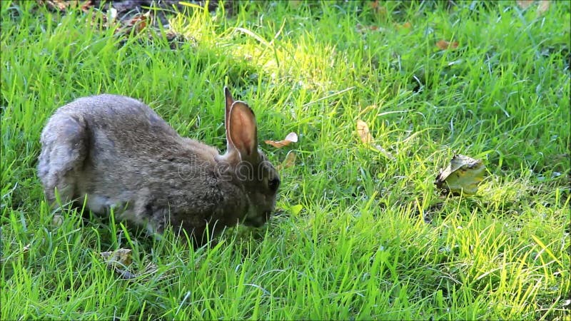Wild Rabbit in a Park Eating Grass Stock Footage - Video of nature ...