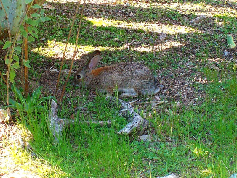 Wild rabbit stock image. Image of feral, plants, outdoors - 247162071