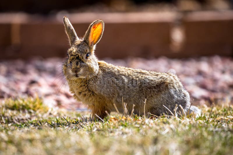 Wild Rabbit stock photo. Image of wild, fauna, bunny - 89786624