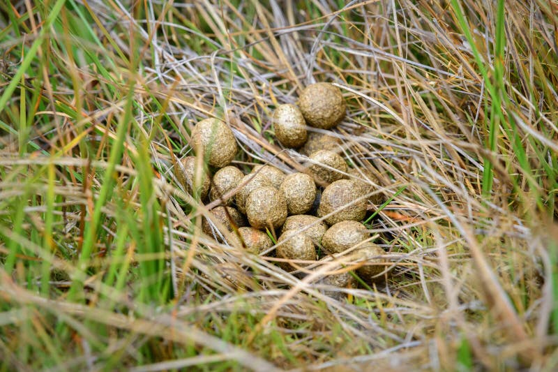 Wild Rabbit Poops on Grass at Horton Plains National Park Stock Photo ...