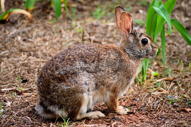 Wild rabbit profile stock photo. Image of grasses, bunny - 116479840