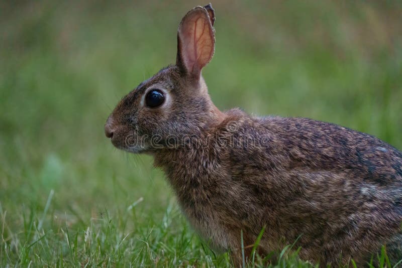 Wild Rabbit Resting on Grassland Stock Image - Image of meadow ...