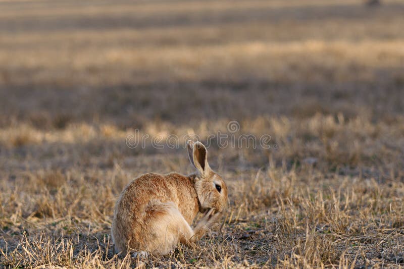 Wild Rabbit Resting Peacefully on Mossy Ground in Soft Natural Light ...