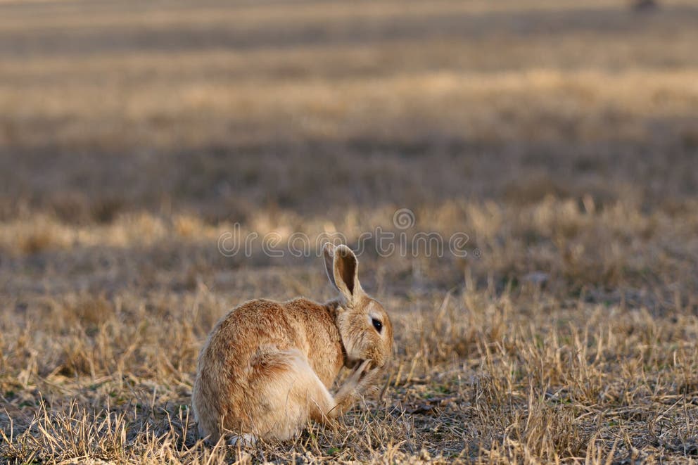 Wild Rabbit Resting Peacefully on Mossy Ground in Soft Natural Light ...