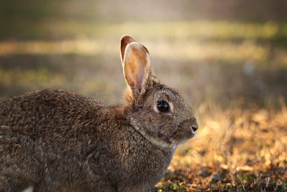 Wild Rabbit Resting Peacefully on Mossy Ground in Soft Natural Light ...