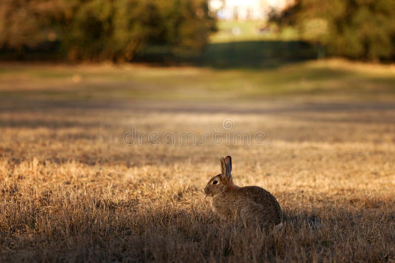 Wild Rabbit Resting Peacefully on Mossy Ground in Soft Natural Light ...