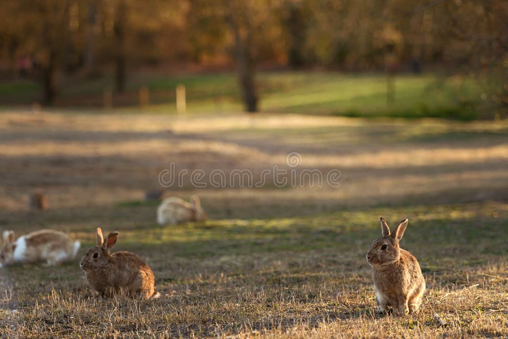 Wild Rabbit Resting Peacefully on Mossy Ground in Soft Natural Light ...