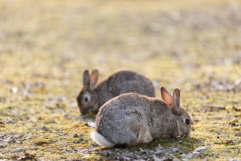 Wild Rabbit Resting Peacefully on Mossy Ground in Soft Natural Light ...