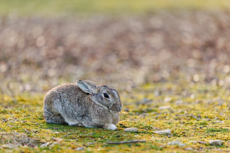 Wild Rabbit Resting Peacefully on Mossy Ground in Soft Natural Light ...