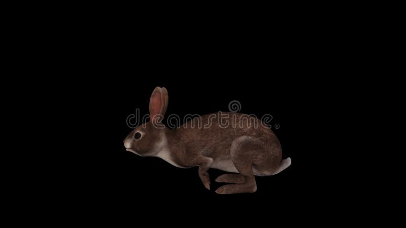 Wild Rabbit Run 3D Video Animation Stock Footage - Video of animal ...