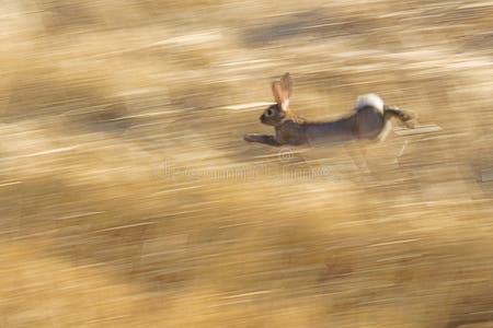 Wild rabbit running stock image. Image of hunting, rabbit - 20243135